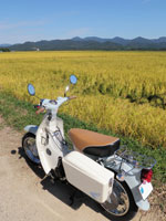 Cub Commuter: サイドボックス まとめ